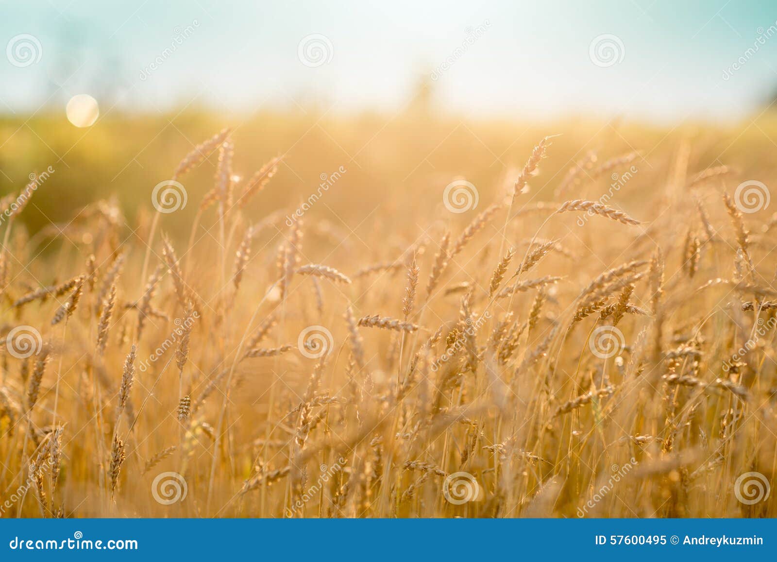 Rye field stock image. Image of agriculture, nature, countryside - 57600495