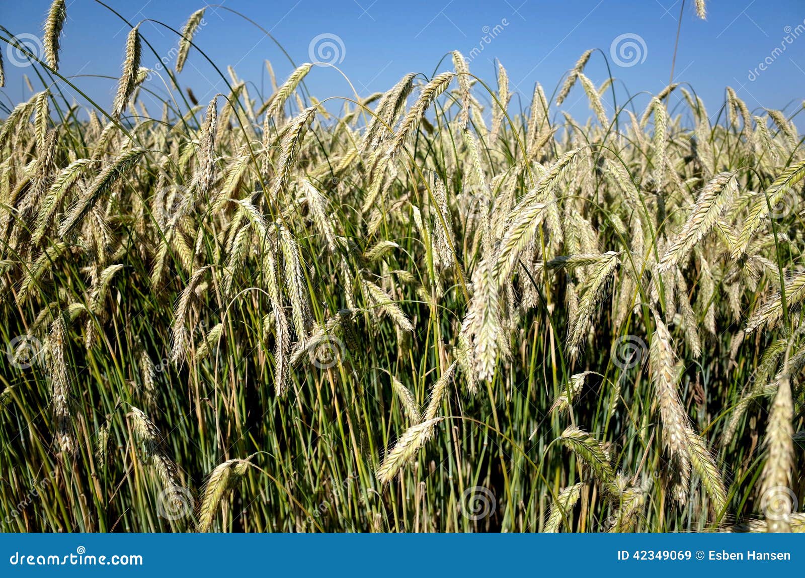 Rye Field. Closeup of Ears of Corn in a Danish Ryefield Stock Image ...