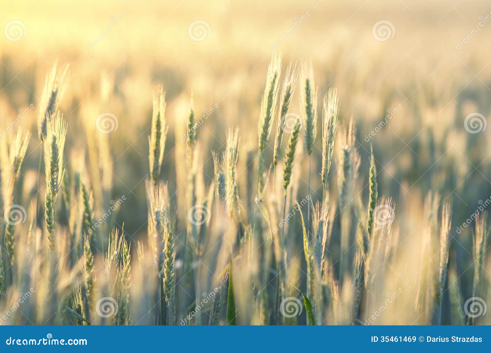 Rye field closeup stock image. Image of gold, field, secale - 35461469