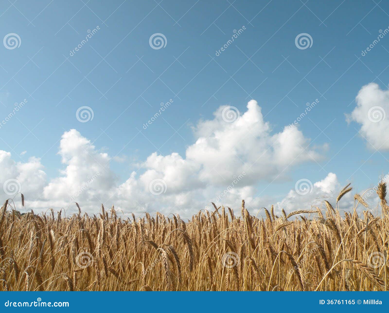 Rye field stock image. Image of nature, food, plant, agriculture - 36761165