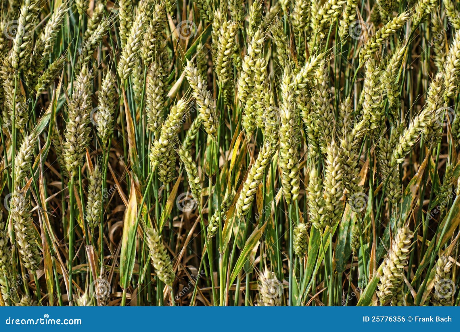Rye field, Denmark stock photo. Image of cloudscape, autumn - 25776356