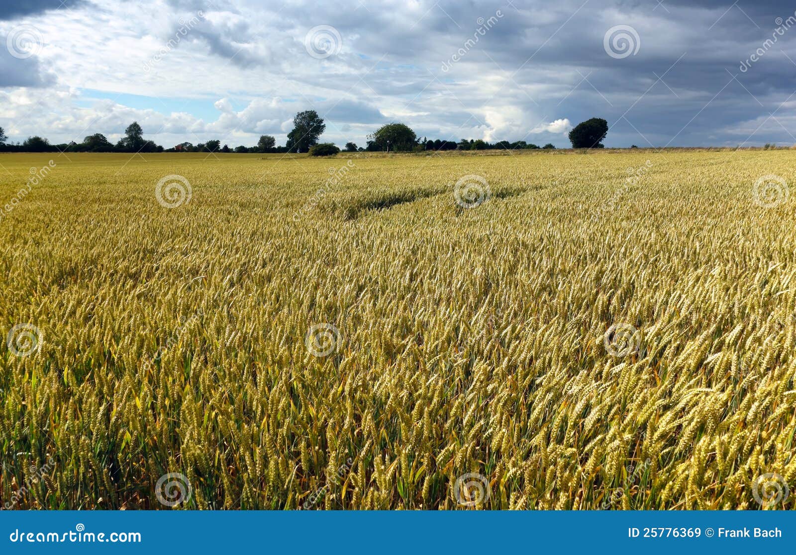 Rye field, Denmark stock image. Image of land, fall, denmark - 25776369