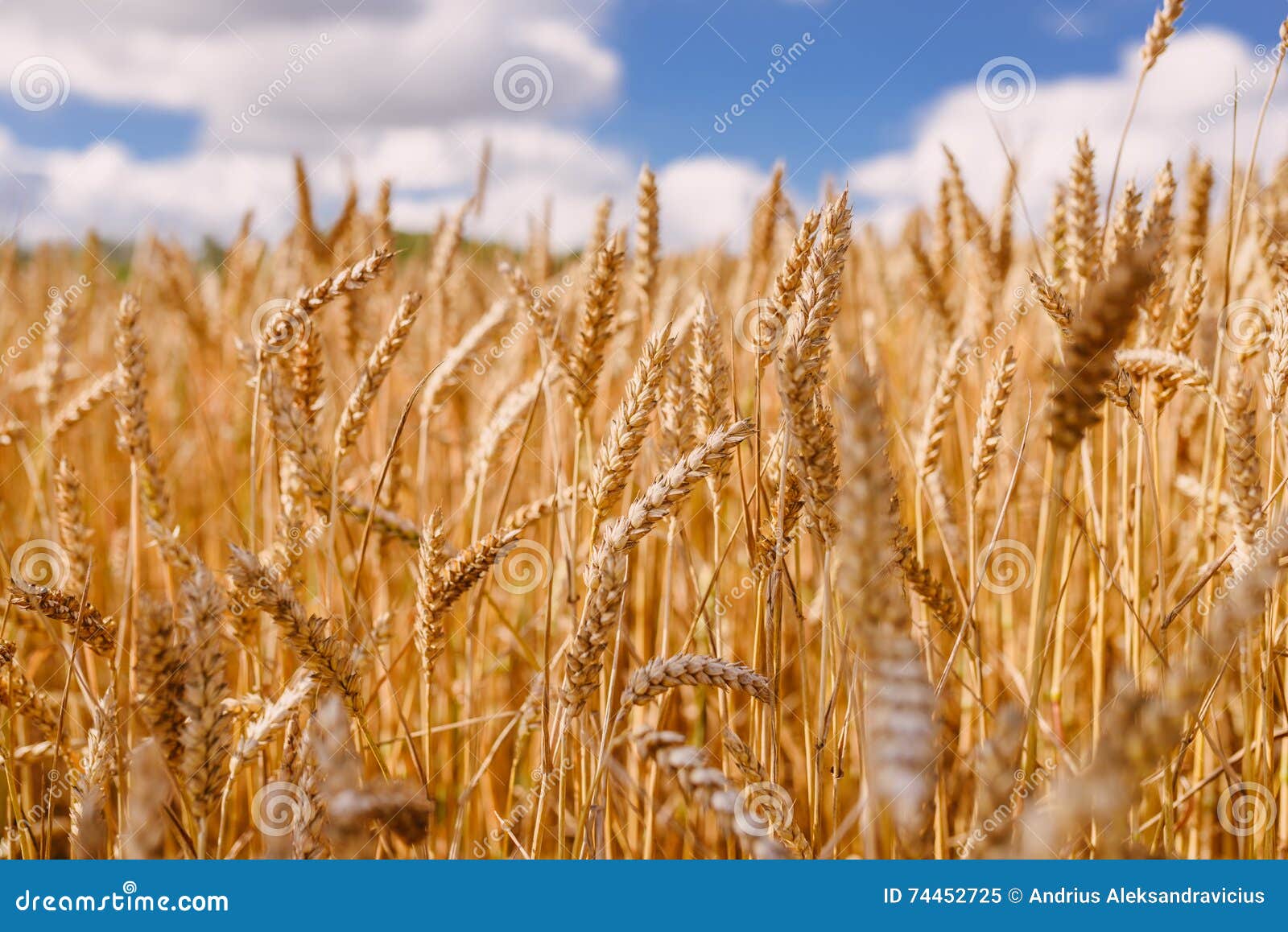 Rye field stock image. Image of crop, grass, grain, produce - 74452725