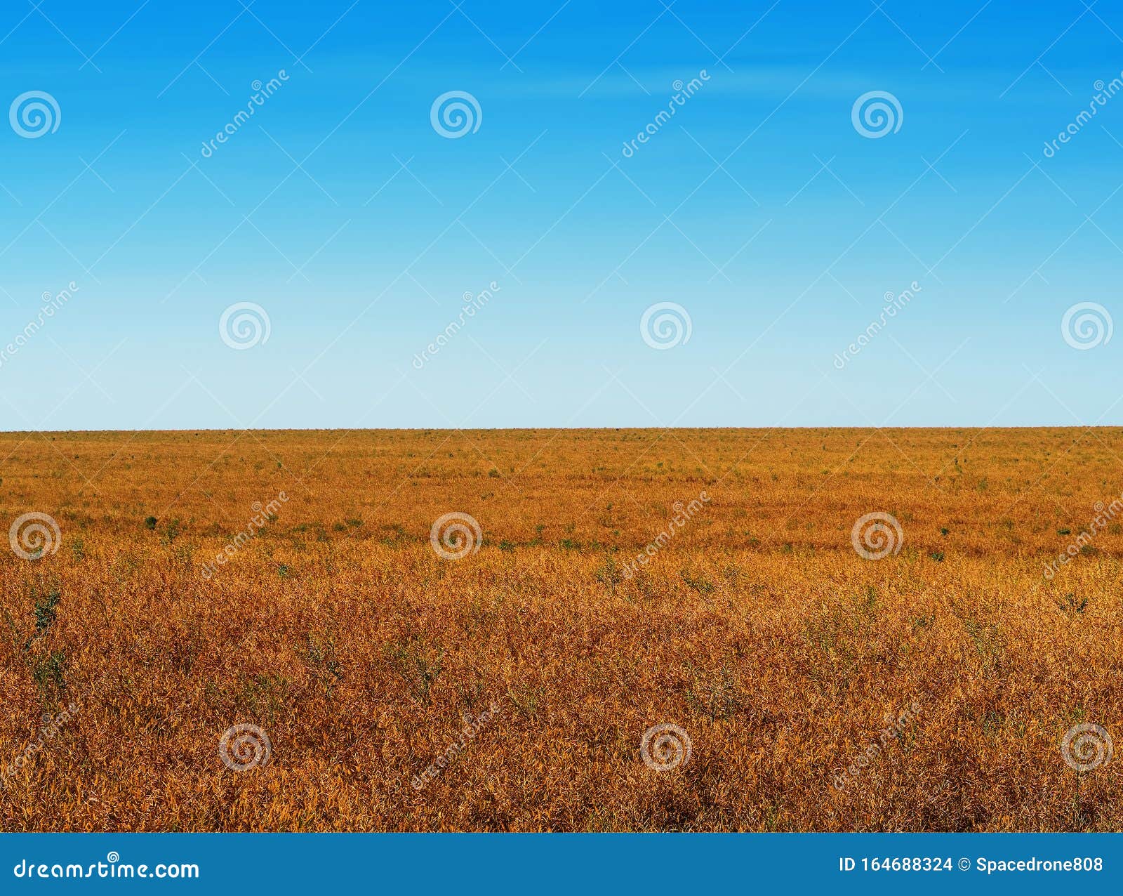 Rye Field during Fall Landscape Background Stock Photo - Image of ...