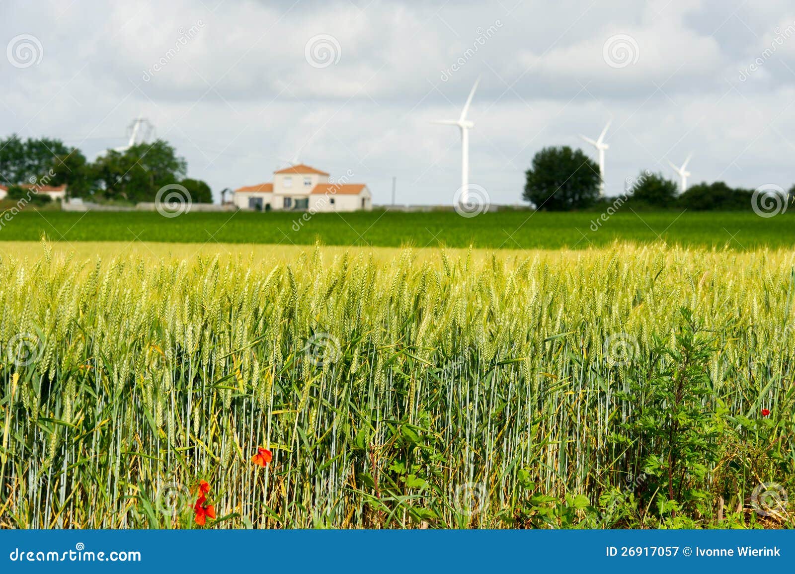 Rye Field with Farmhouse and Wind Turbines Stock Image - Image of ...