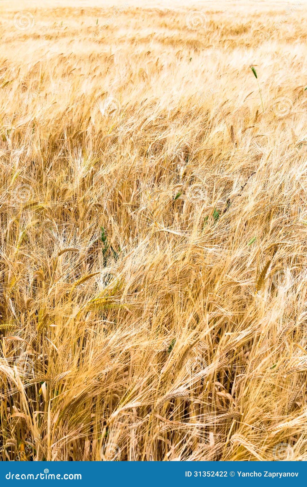 Rye field stock photo. Image of crop, harvest, ripe, agricultural ...