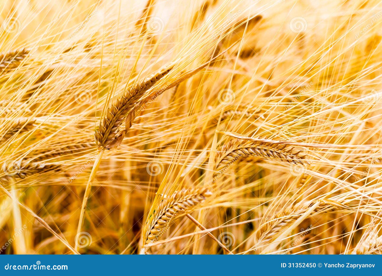Rye field stock photo. Image of food, cereal, harvest - 31352450