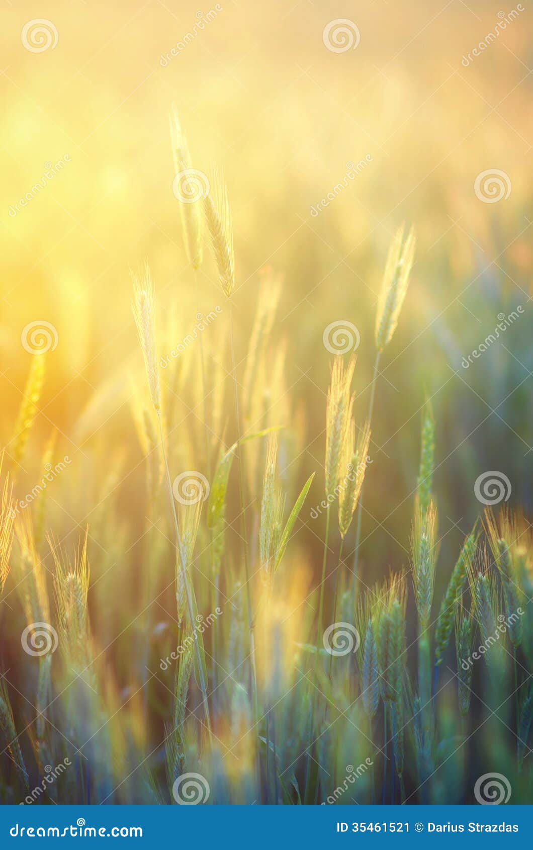Rye Field in Golden Sunshine Stock Image - Image of summer, background ...