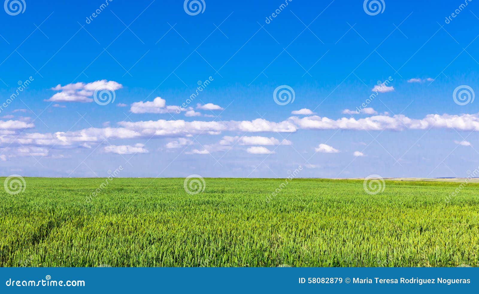 Rye field stock image. Image of grass, agricultural, crop - 58082879