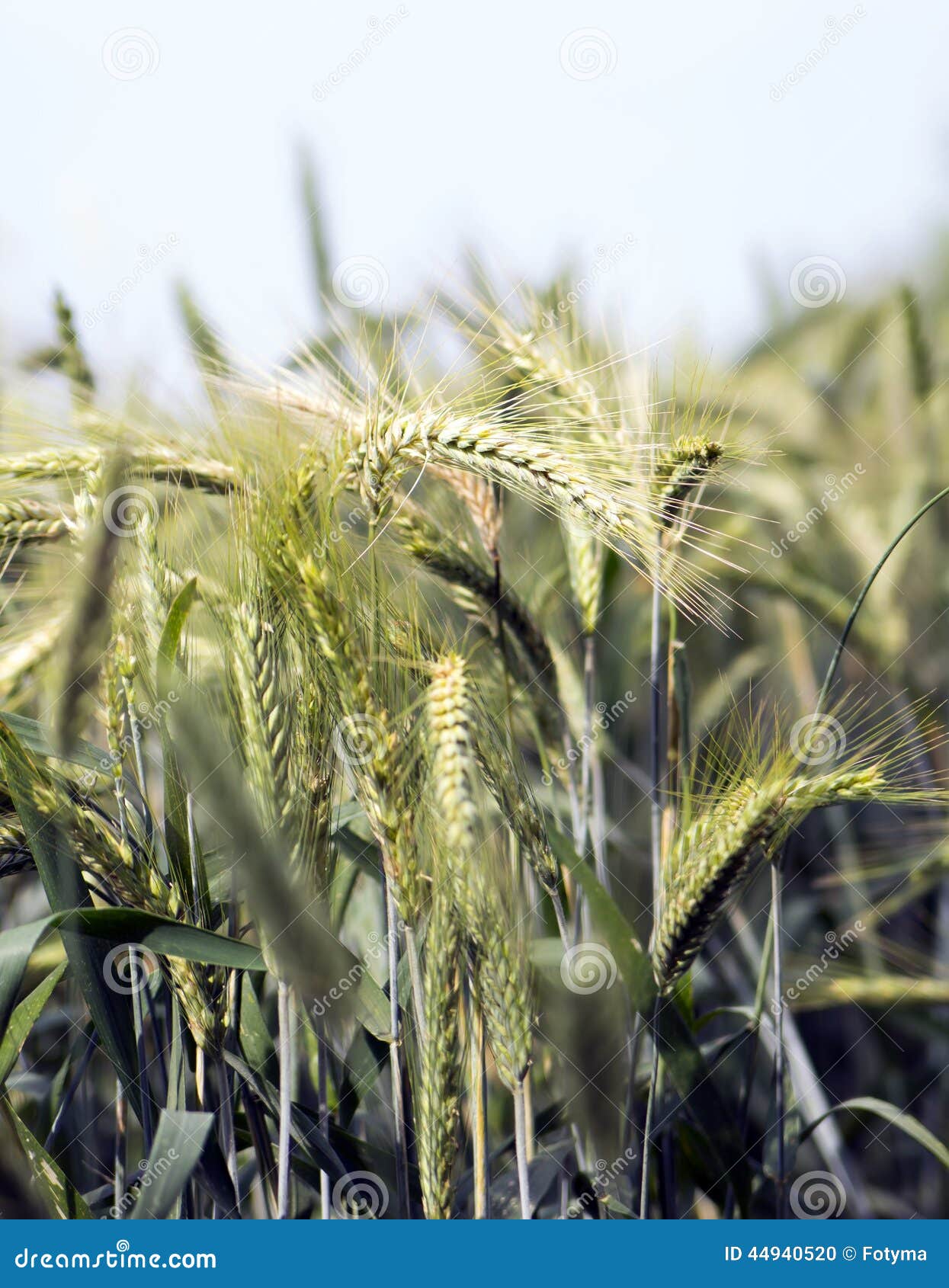 Rye field stock photo. Image of land, cereal, meadow - 44940520