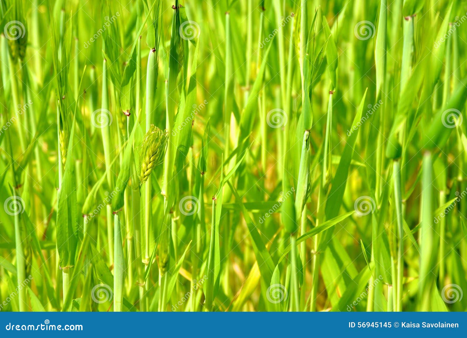 Rye field stock image. Image of field, bright, plant - 56945145