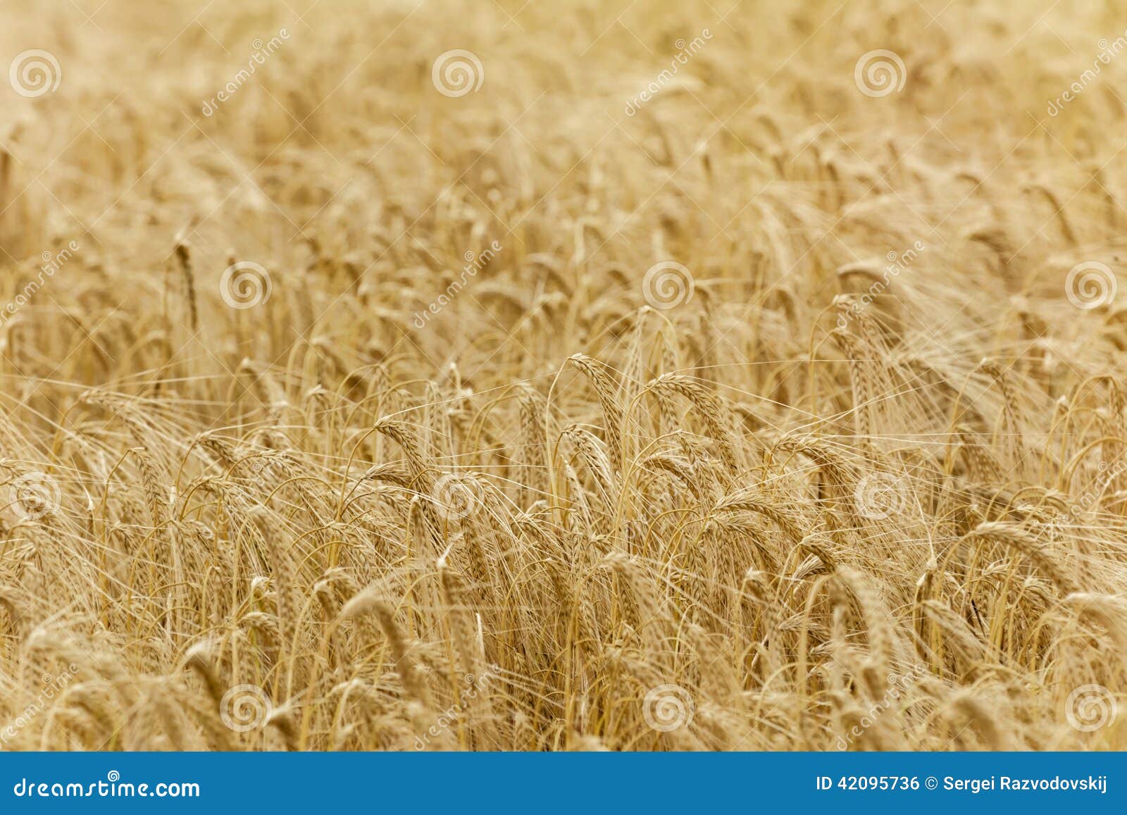 Rye Field stock photo. Image of planting, food, growing - 42095736