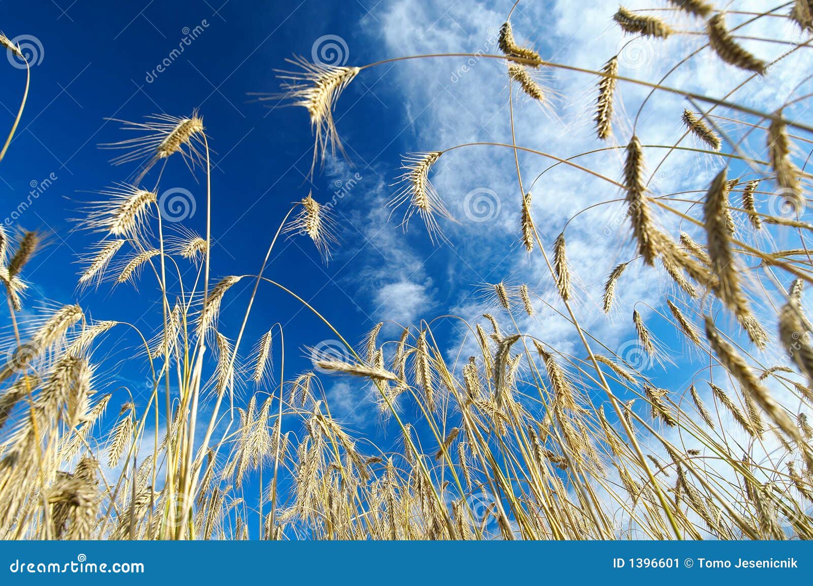 Rye Field In Late Summer1 Picture. Image: 1396601