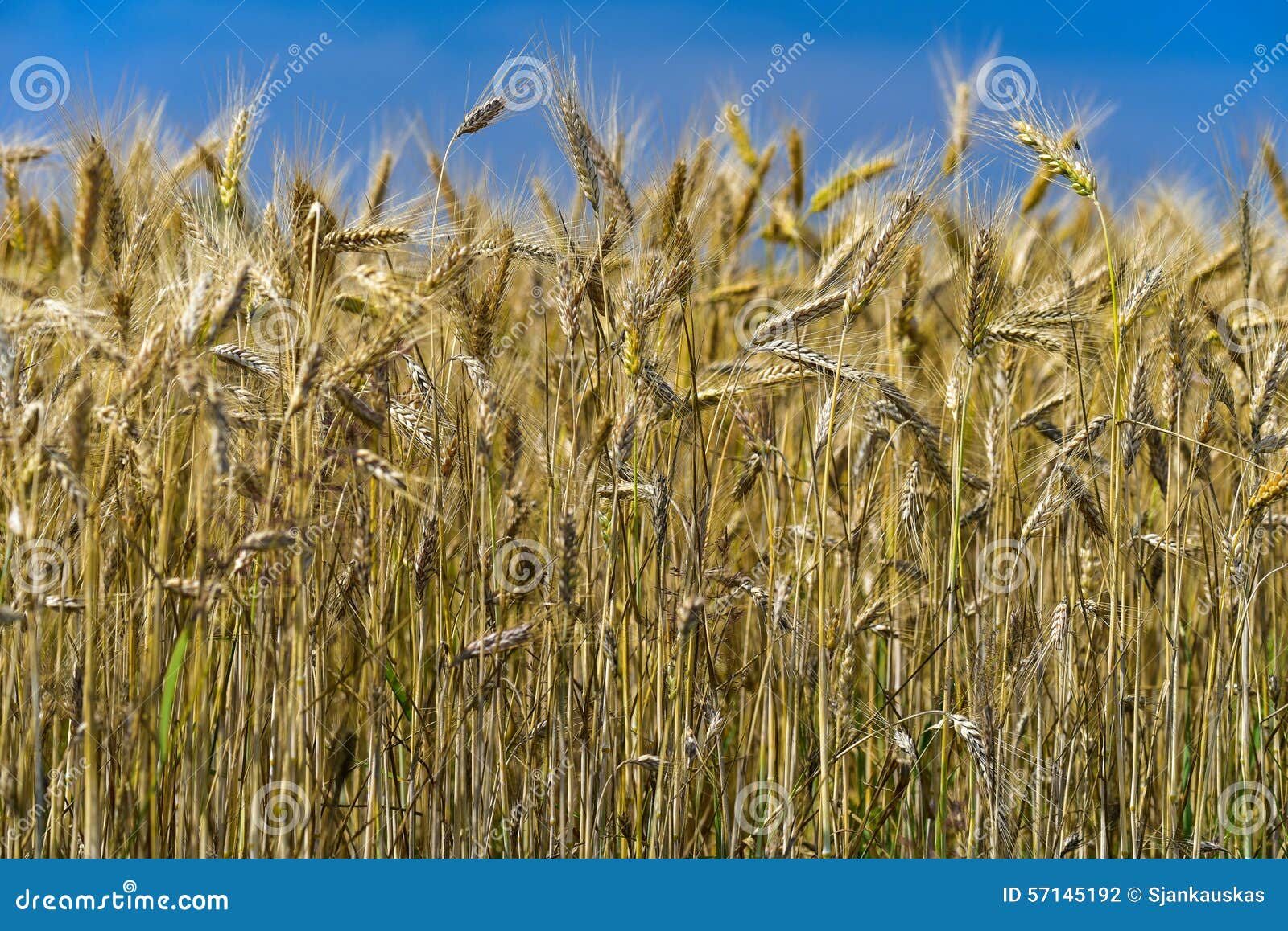 Rye field stock photo. Image of growing, plants, cluster - 57145192