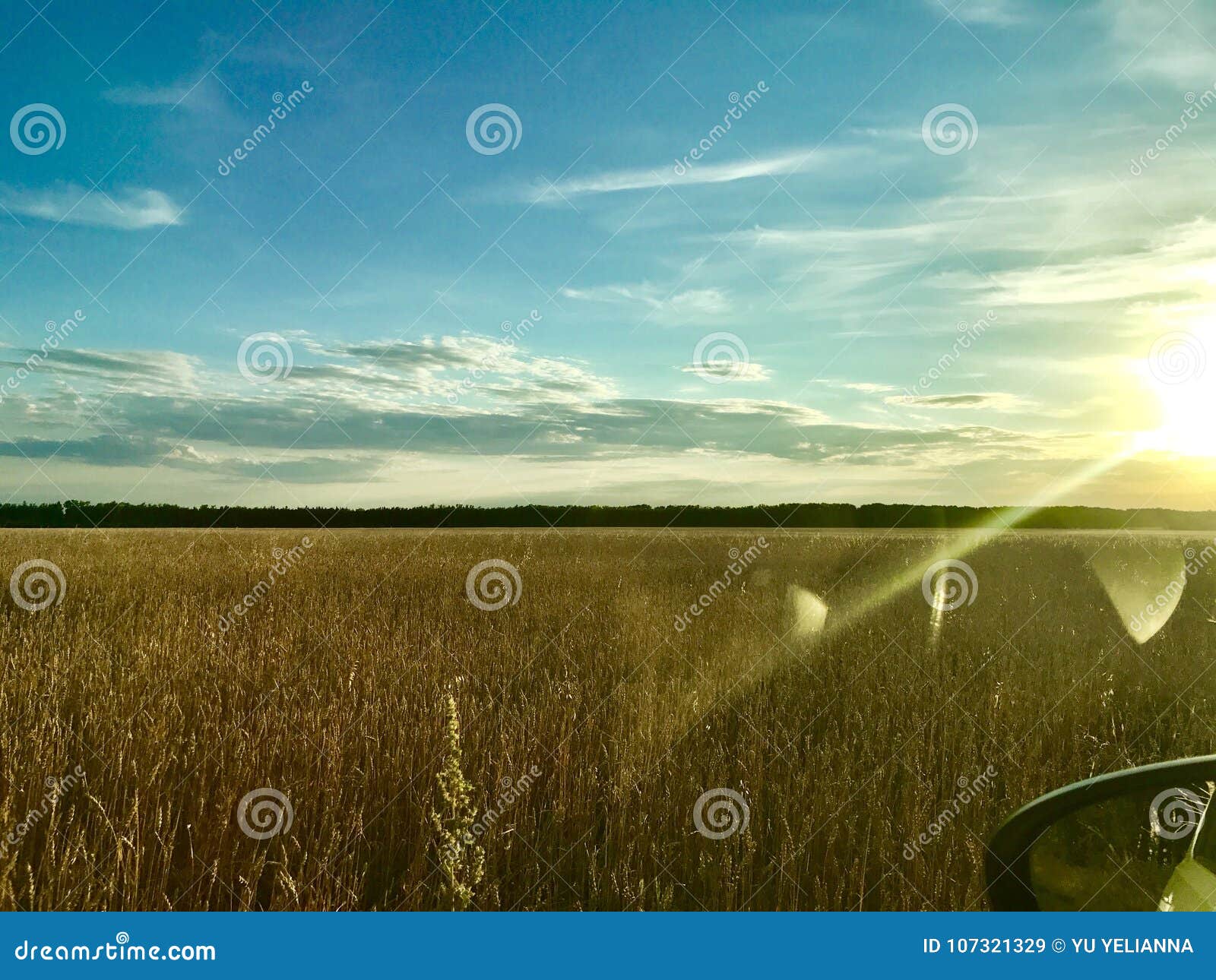 Rye field stock image. Image of midday, clear, field - 107321329