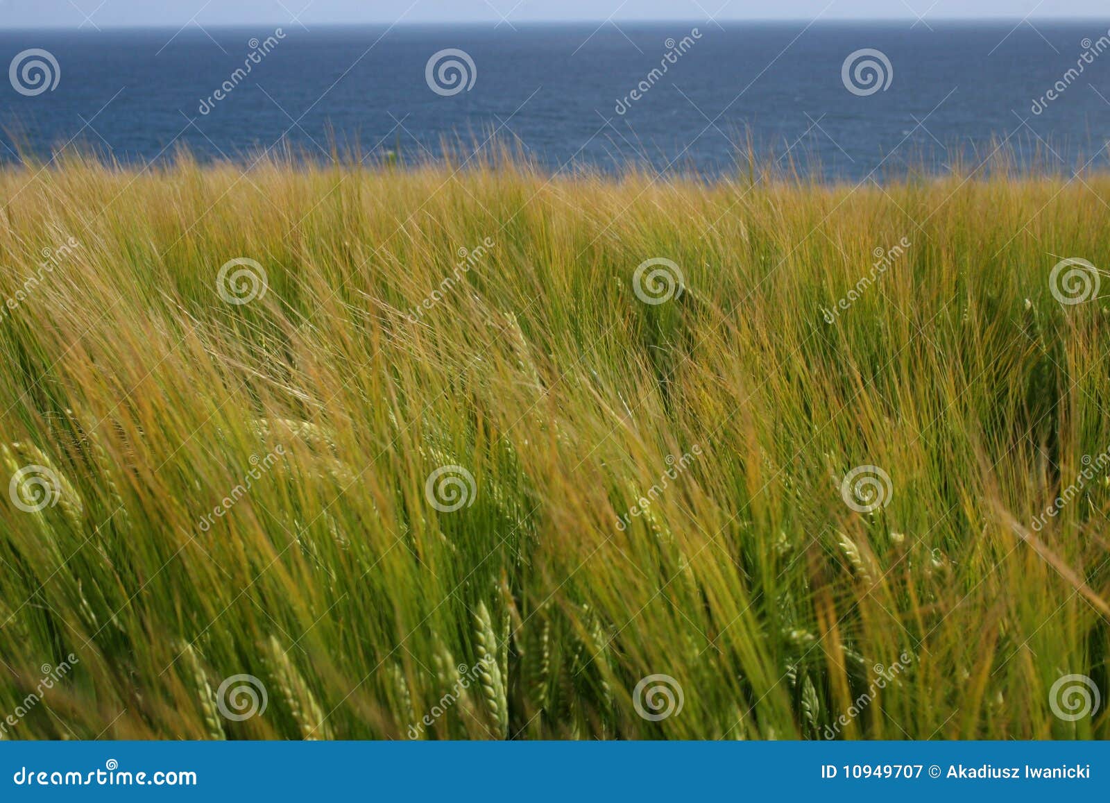 Rye field by the sea stock image. Image of farm, irish - 10949707