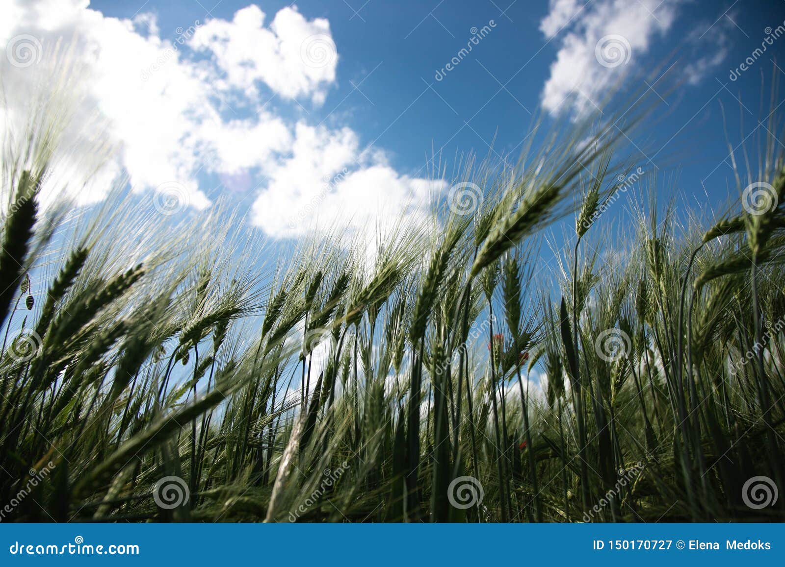 Rye Field Shot from Below. Spikelets of Rye Against the Blue Spring Sky ...