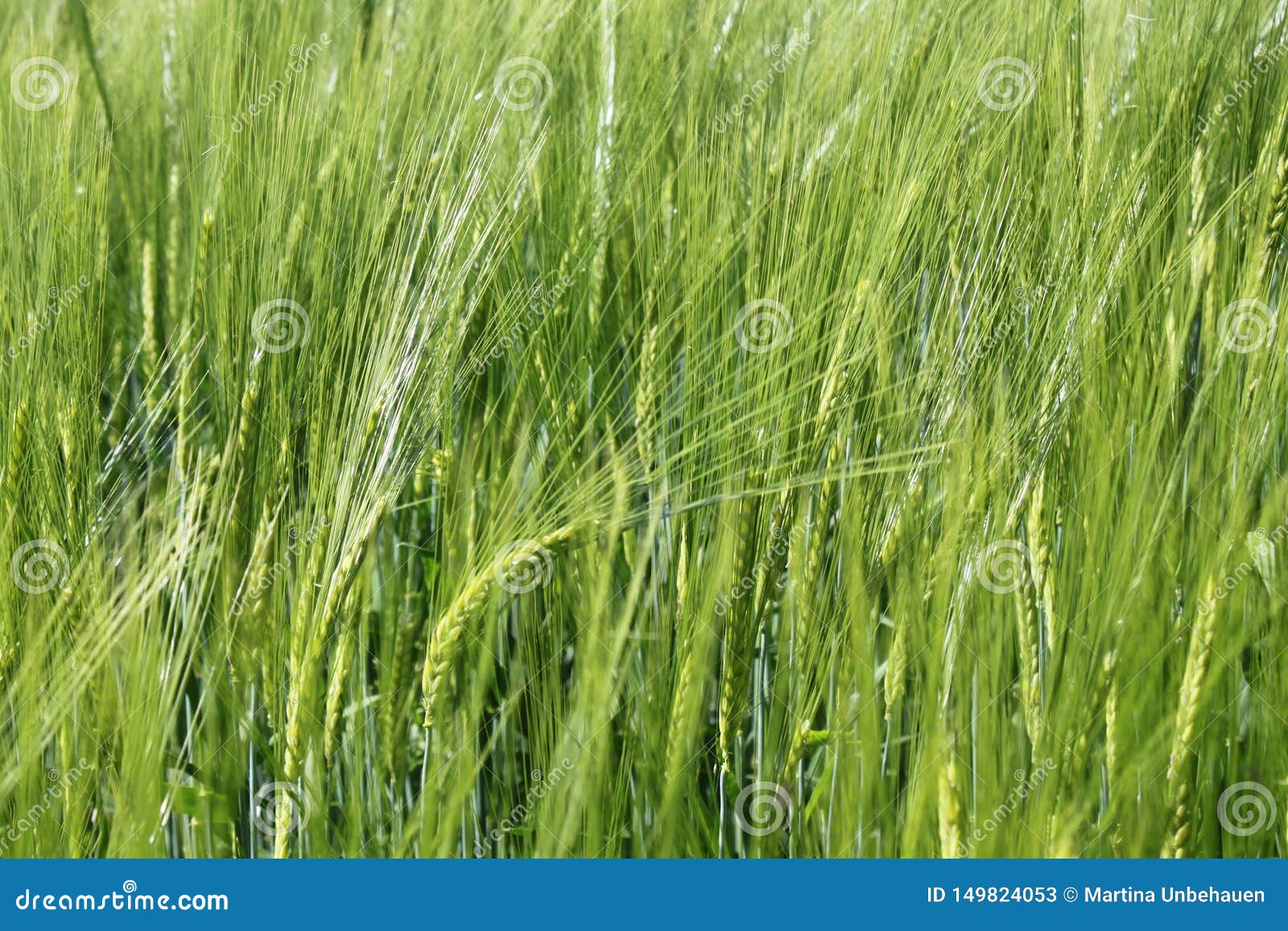 Rye field in the spring stock image. Image of field - 149824053