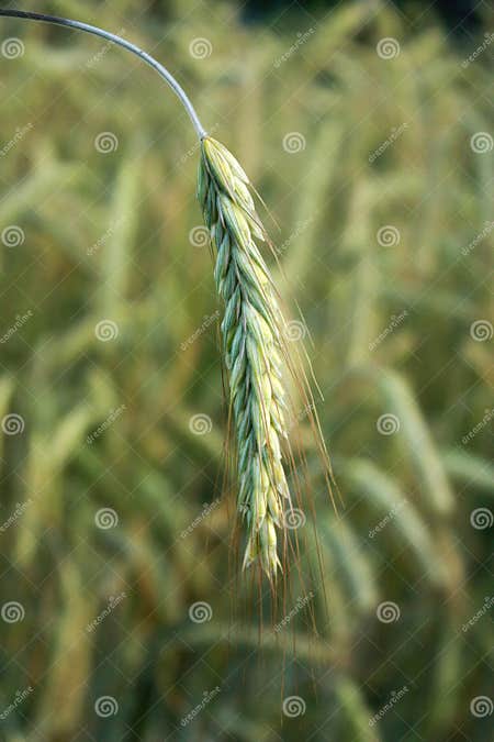 Rye stock image. Image of wheat, bread, agricultural - 95200225