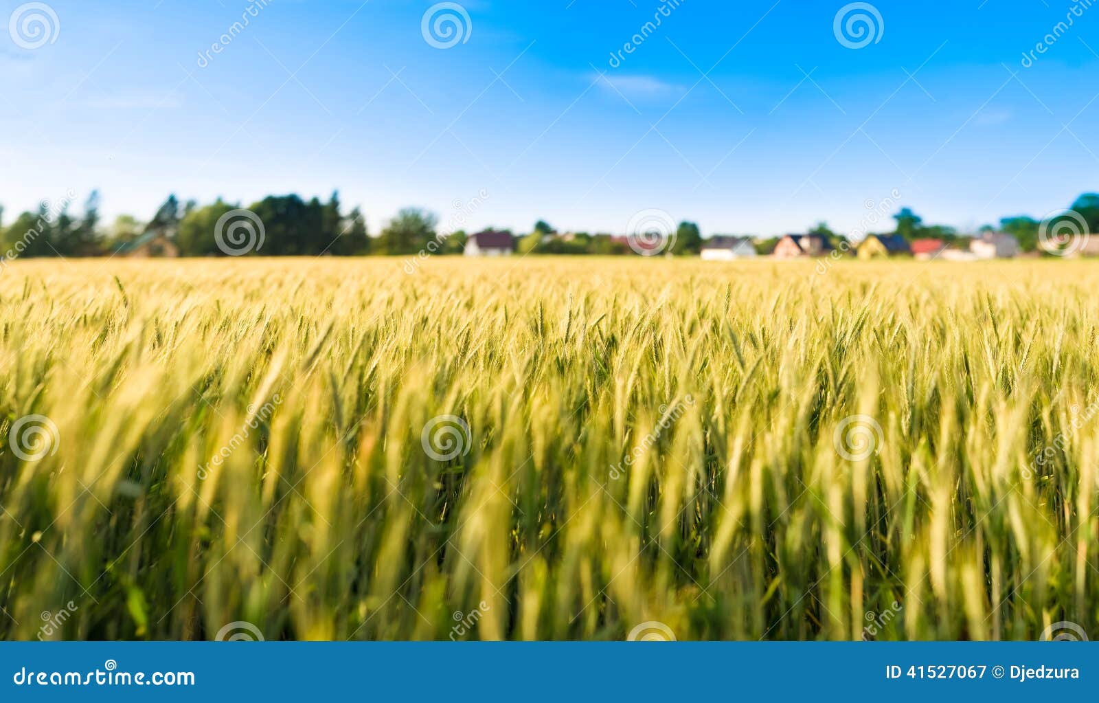 Rye field summer afternoon stock image. Image of agriculture - 41527067