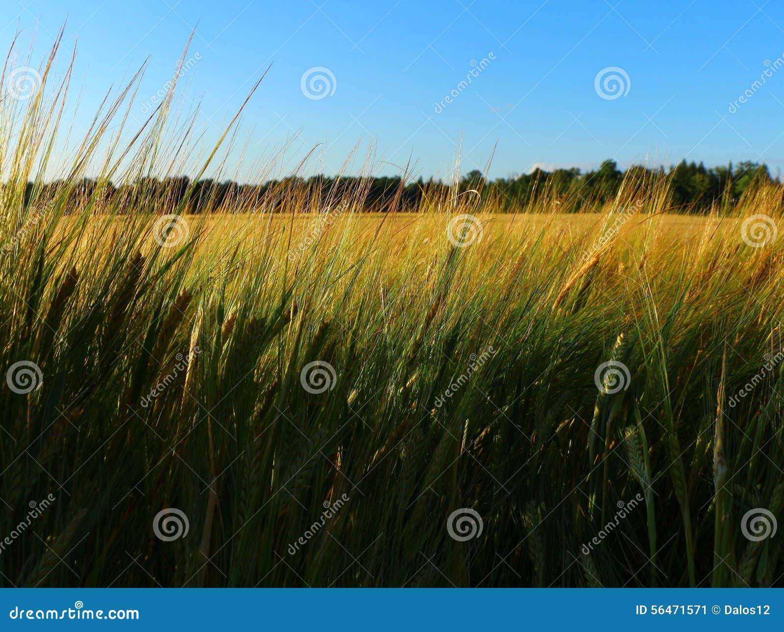 Rye field in summer day stock image. Image of ryeplant - 56471571