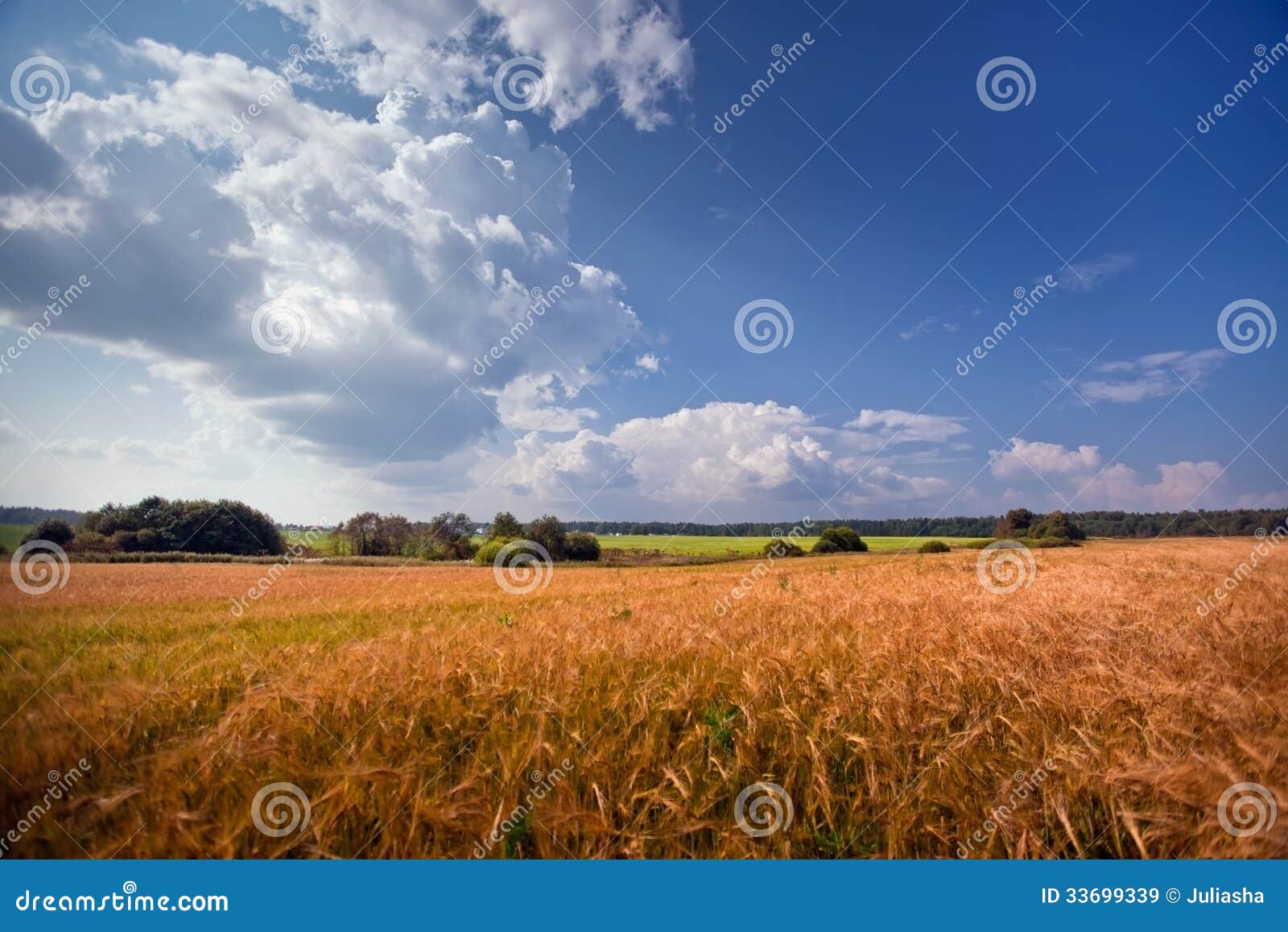 Rye field stock image. Image of corn, produce, russia - 33699339