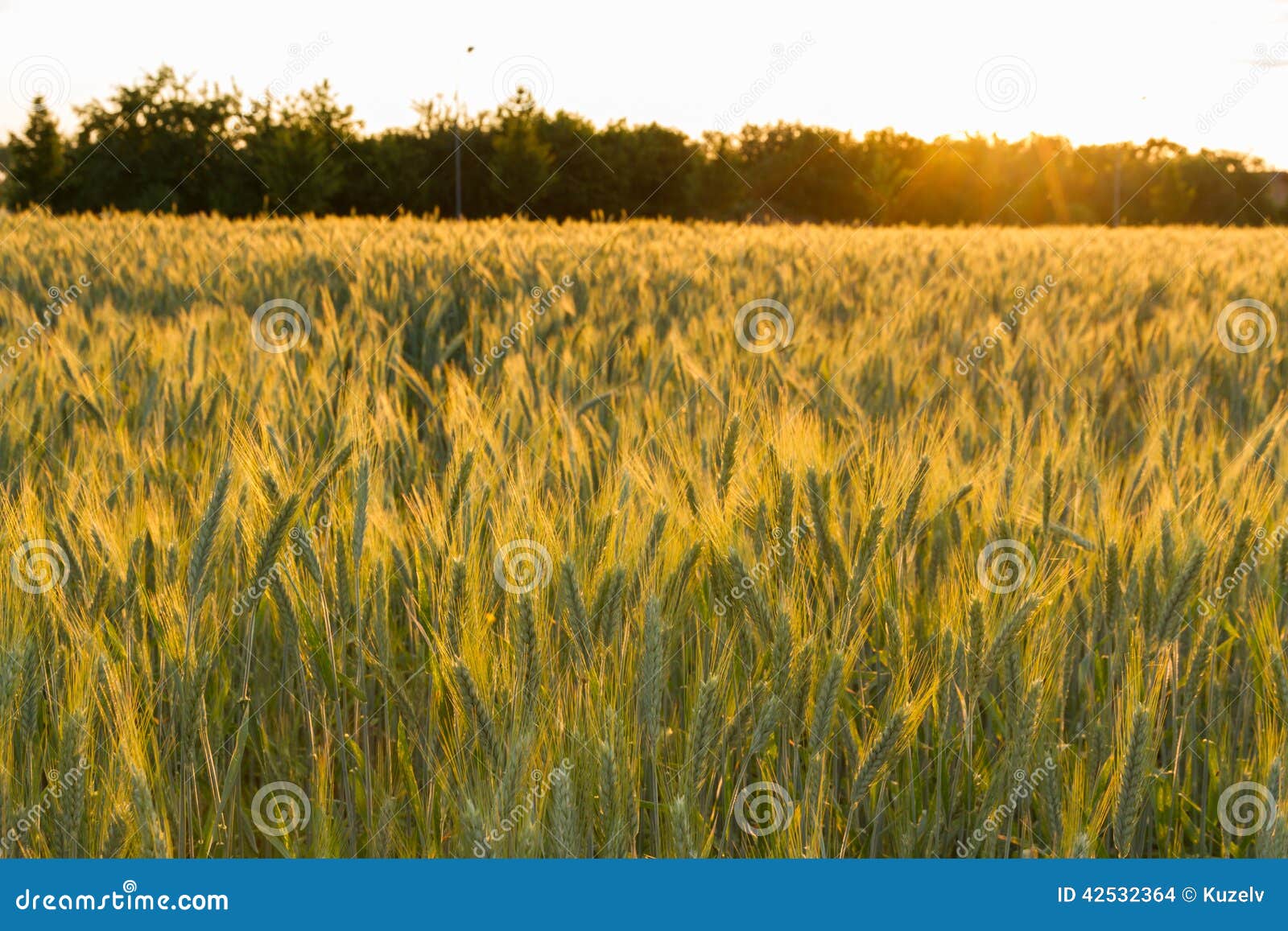 Rye field at sunset stock photo. Image of growth, cultivating - 42532364