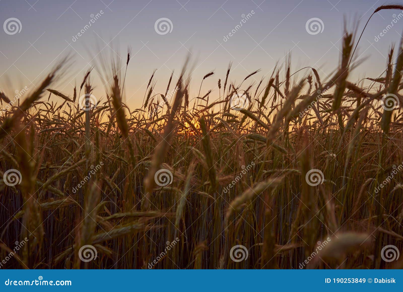 Rye Field in a Sunset. Harvesting Concept Stock Image - Image of grow ...