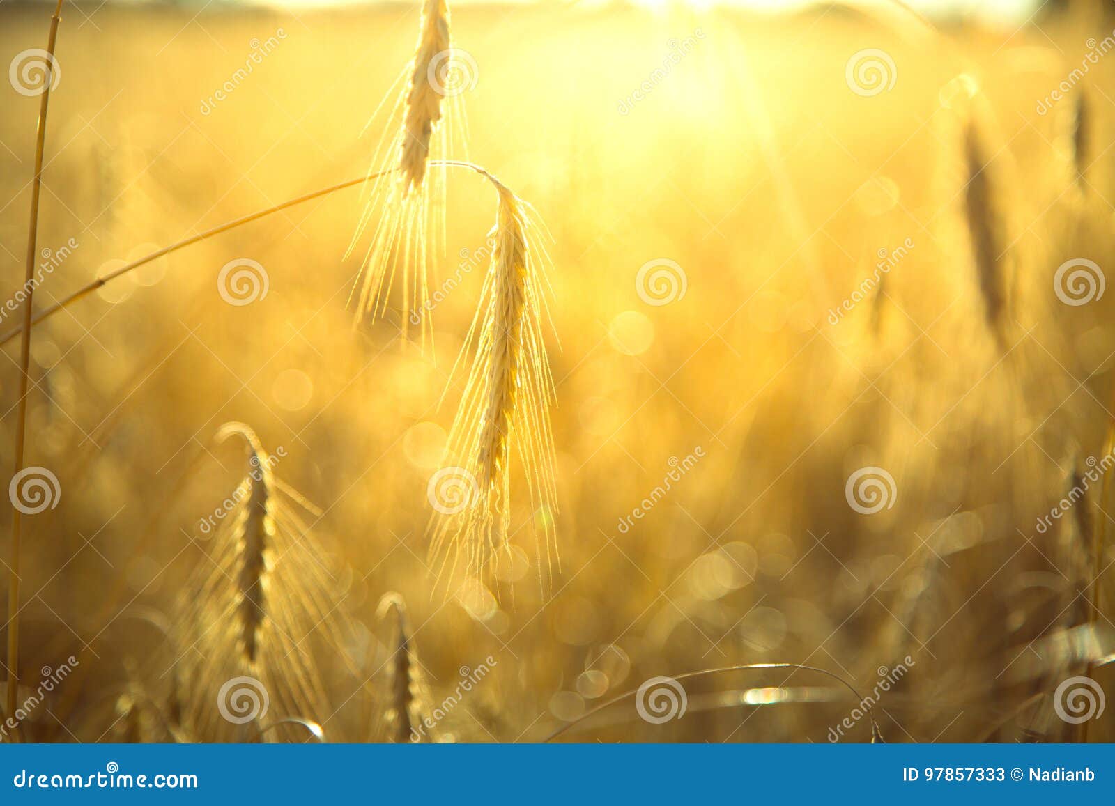Agricultural Background with Ripe Spikelets of Rye. Stock Image - Image ...