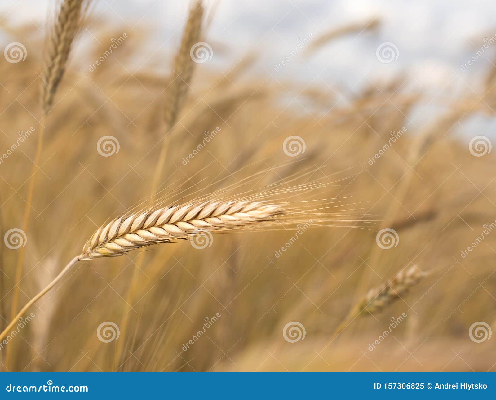 Rye field under blue sky stock image. Image of horizon - 157306825