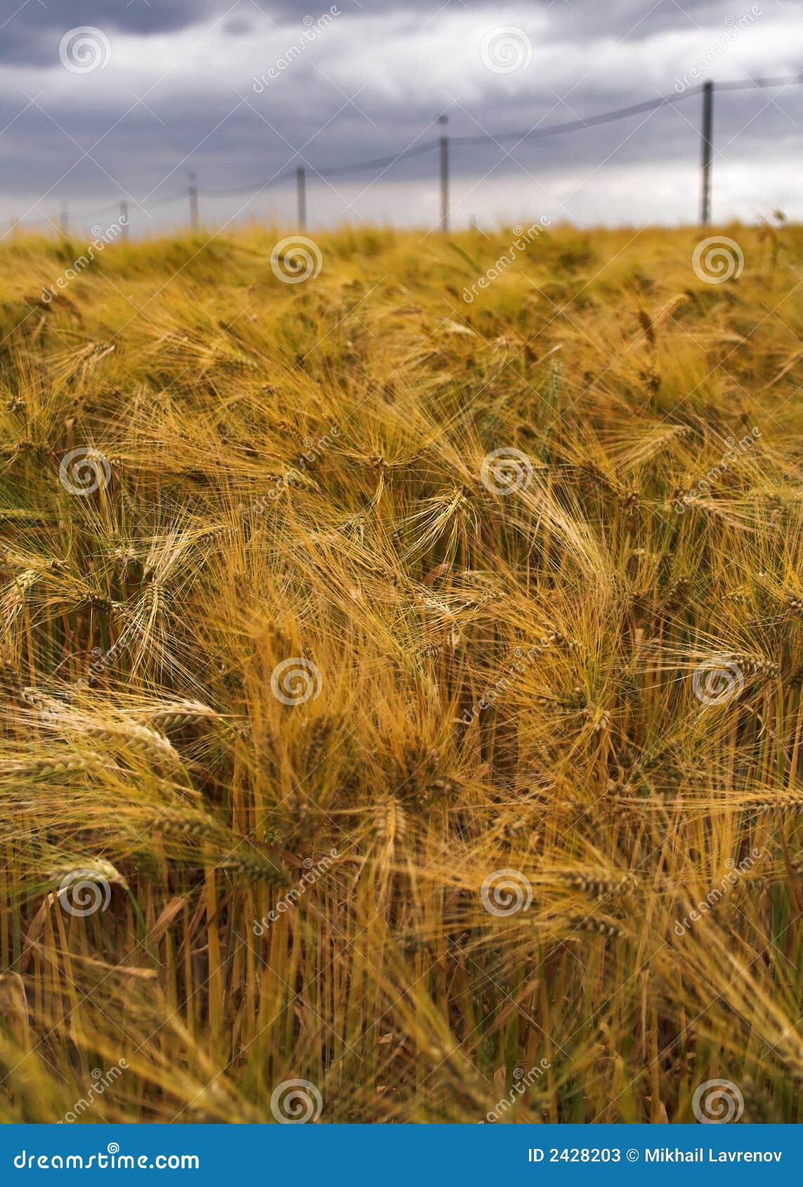 Rye Field Under Dramatic Sky Stock Image - Image of autumn, hardy: 2428203