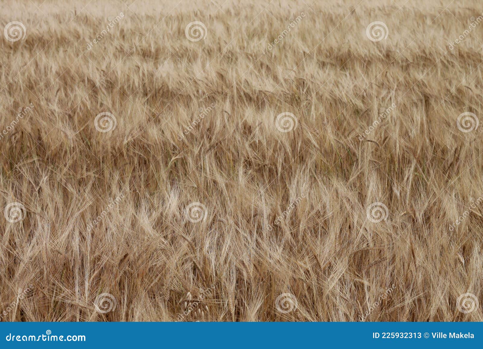 Rye Field is Waiting To Be Threshed after a Hot Summer Stock Image ...