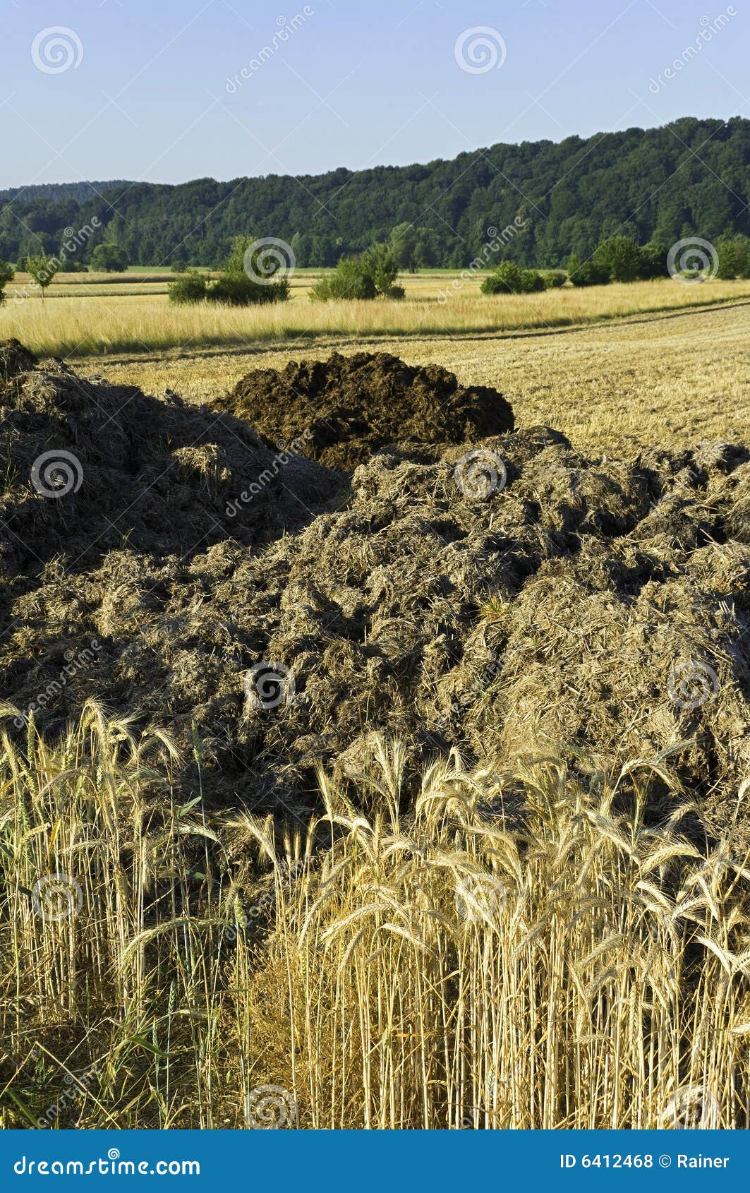 Rye Fields and Manure Heaps Stock Photo - Image of crop, heaps: 6412468