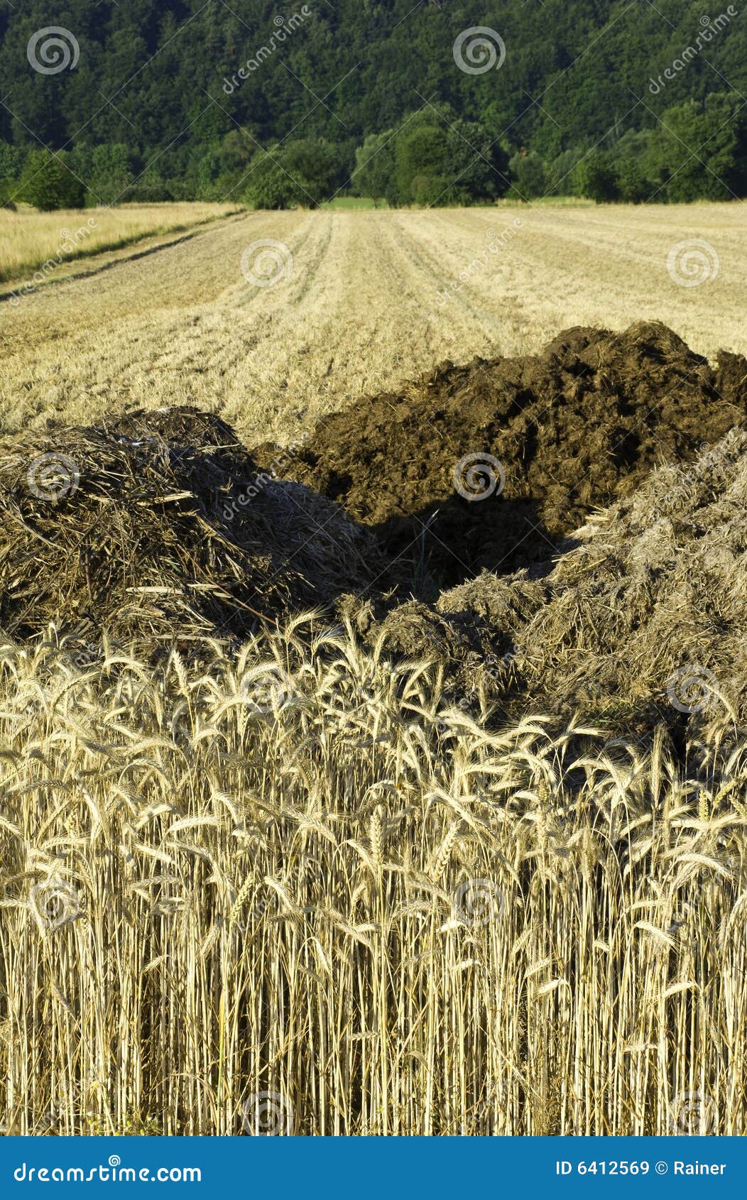 Rye Fields and Manure Heaps Stock Image - Image of field, grasses: 6412569