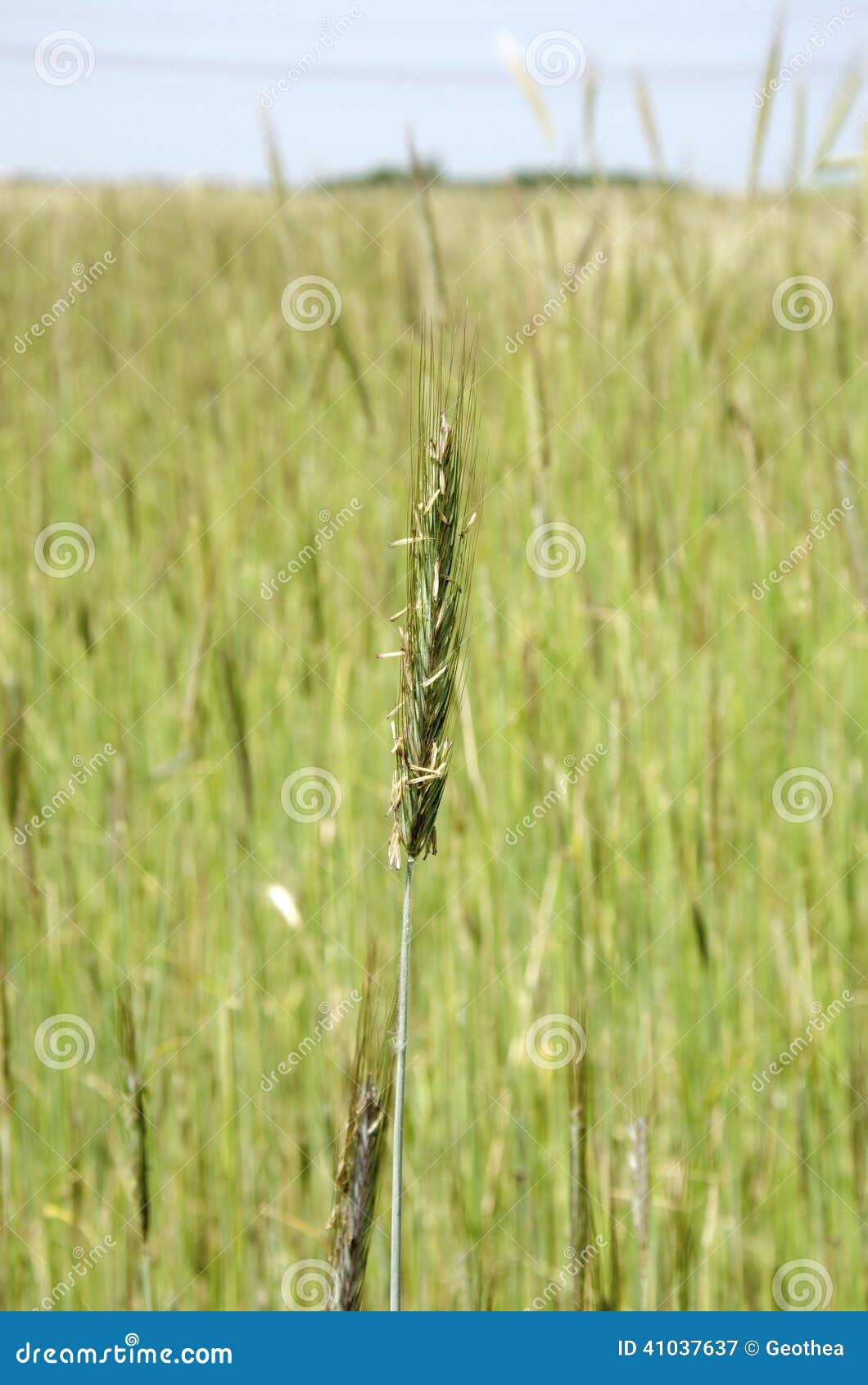 Rye in flower stock image. Image of food, green, cereal - 41037637