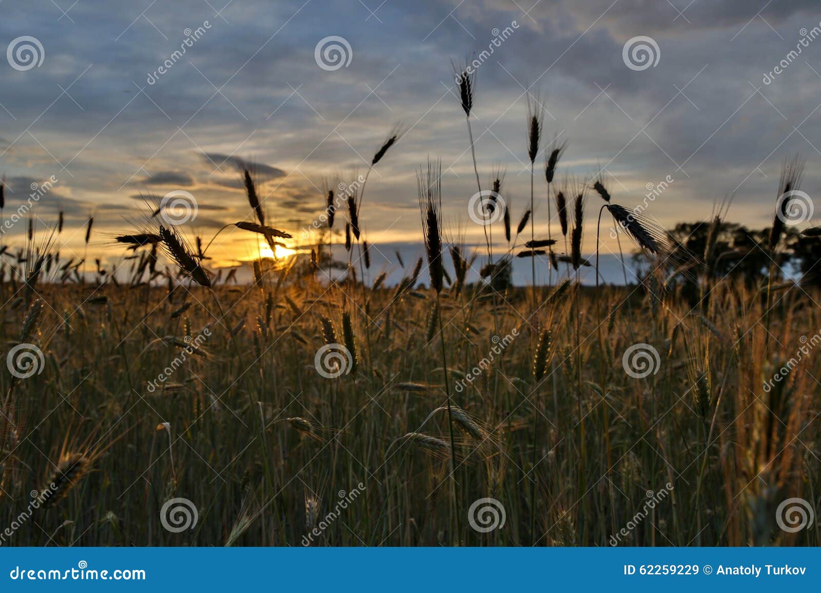 Rye Forming Ears on the Sunset Stock Image - Image of village, sunset ...