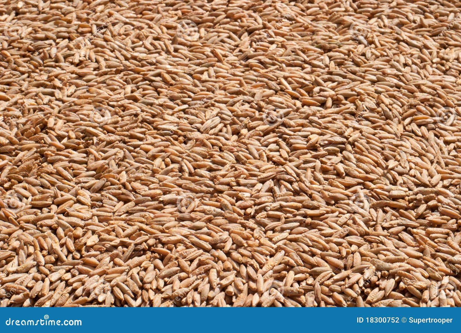 Rye grain closeup stock photo. Image of comestibles, background - 18300752