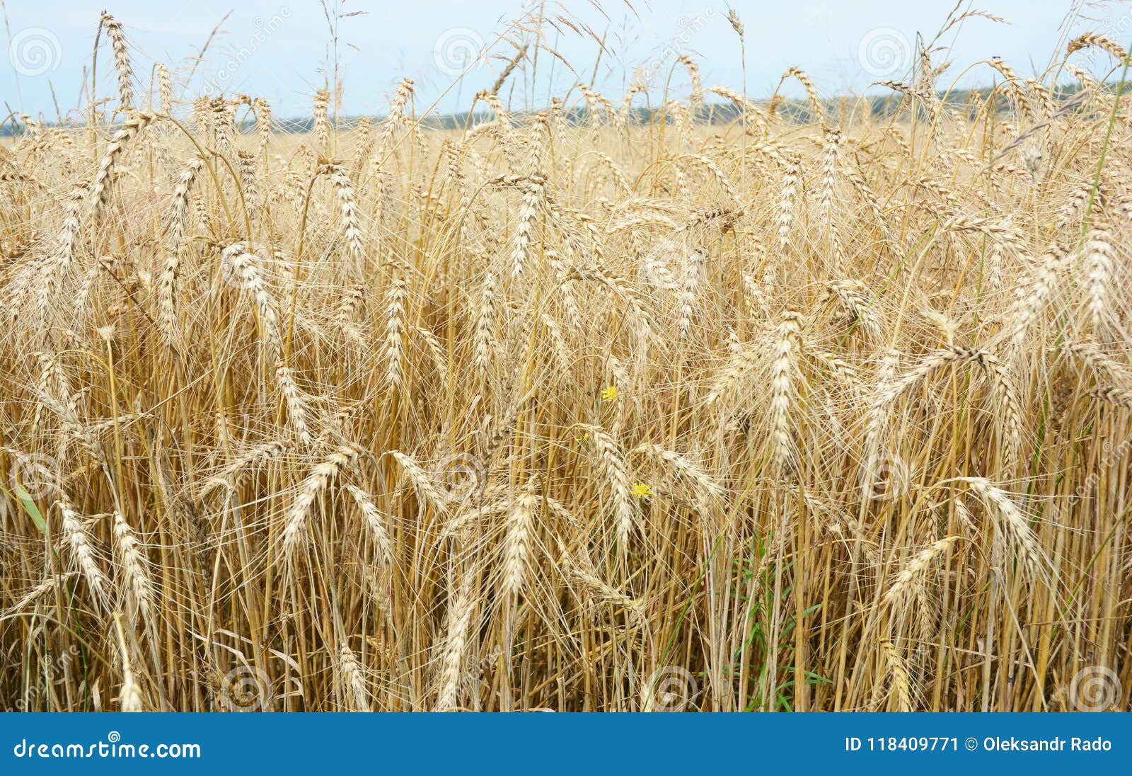 Rye Grain Harvest on Rye Field. Stock Image - Image of farm, bread ...