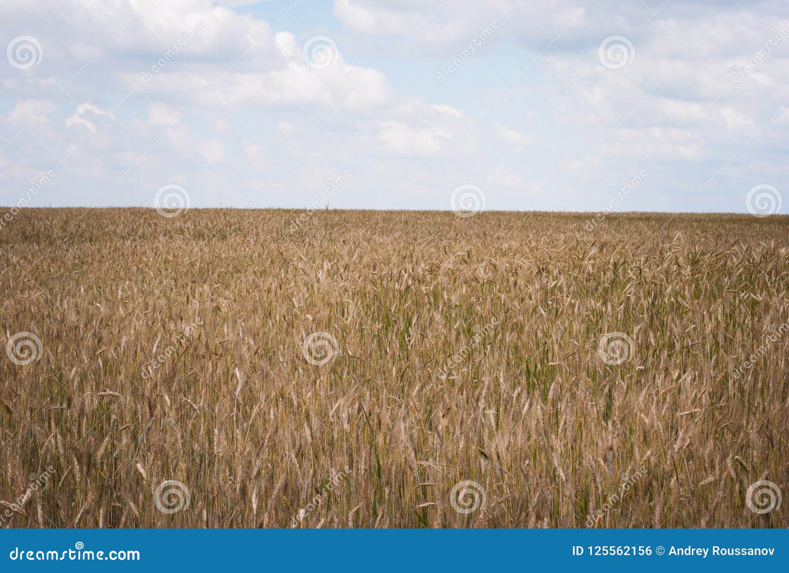 Rye Grain Harvest on Rye Field Landscape Stock Photo - Image of wheat ...