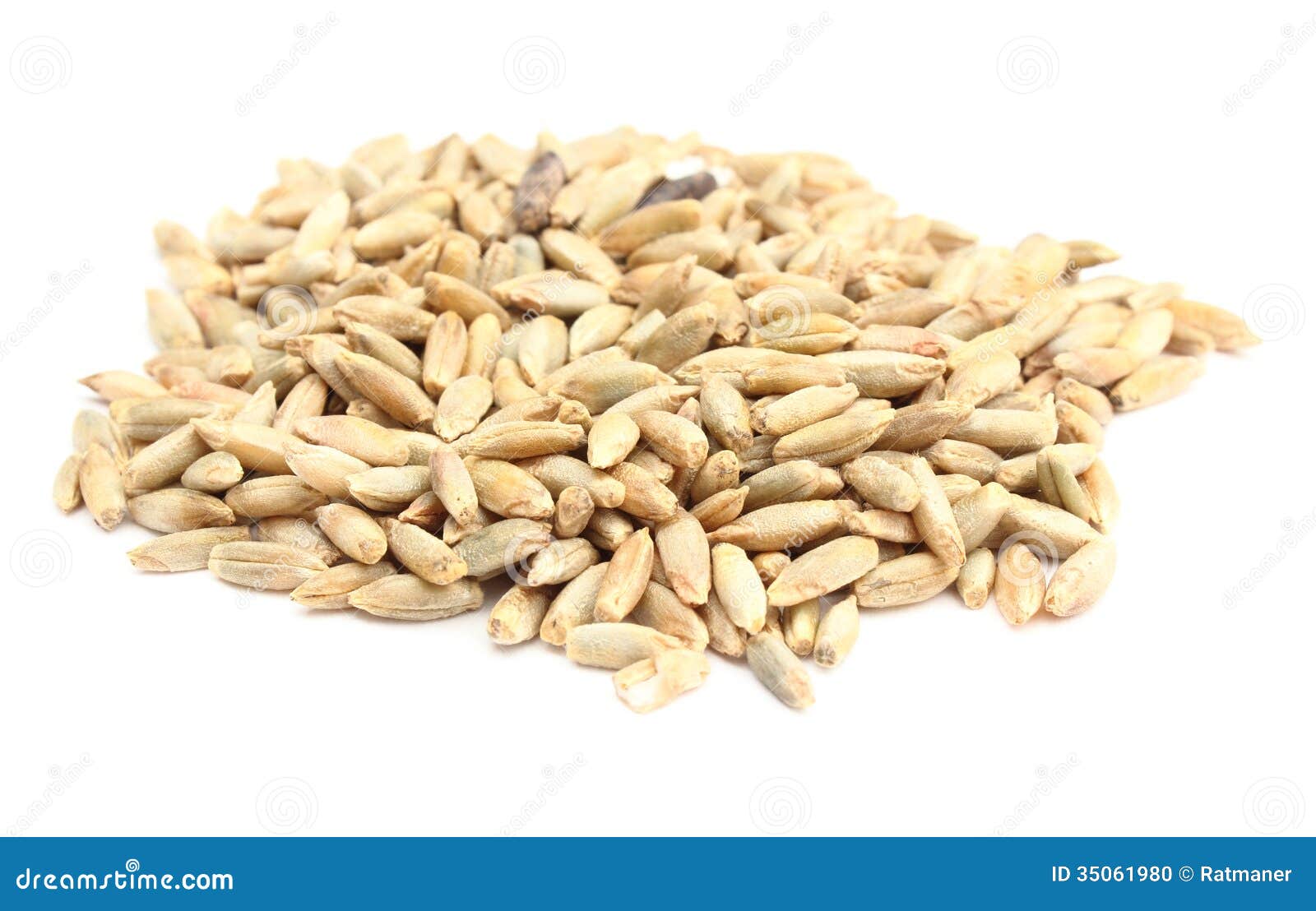 Rye Grain Isolated on White Background Stock Photo - Image of meal ...