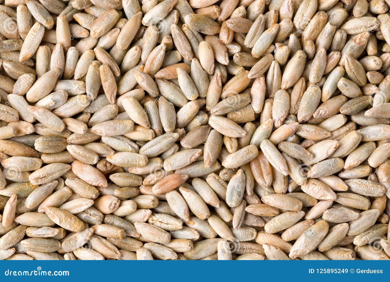 Rye Grain Seeds Close Up Pattern Background. Top View Stock Image ...