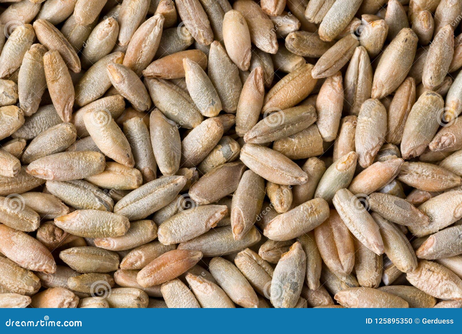 Rye Grain Seeds Close Up Pattern Background. Top View Stock Photo ...