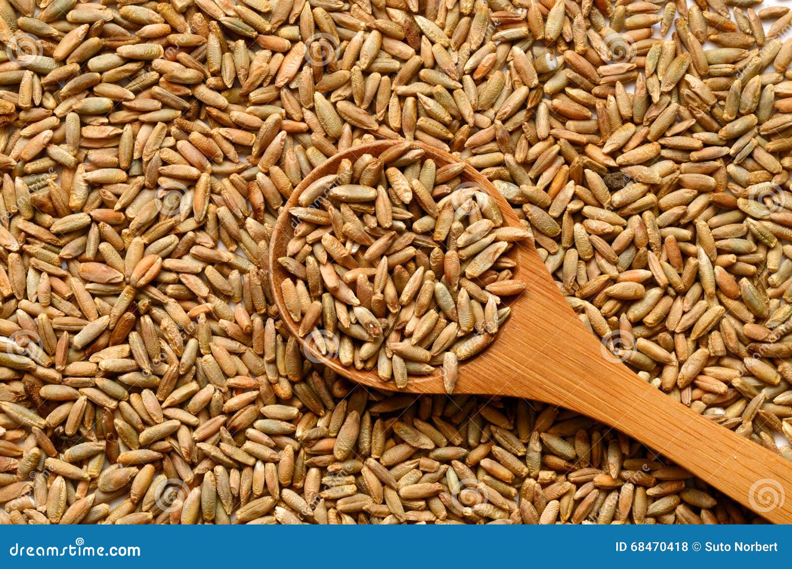 Rye grain seeds stock photo. Image of pile, cereal, plant - 68470418