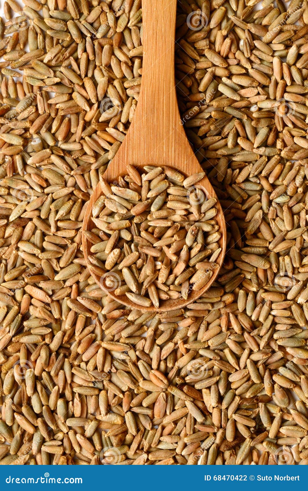 Rye grain seeds stock photo. Image of nutritional, macro - 68470422