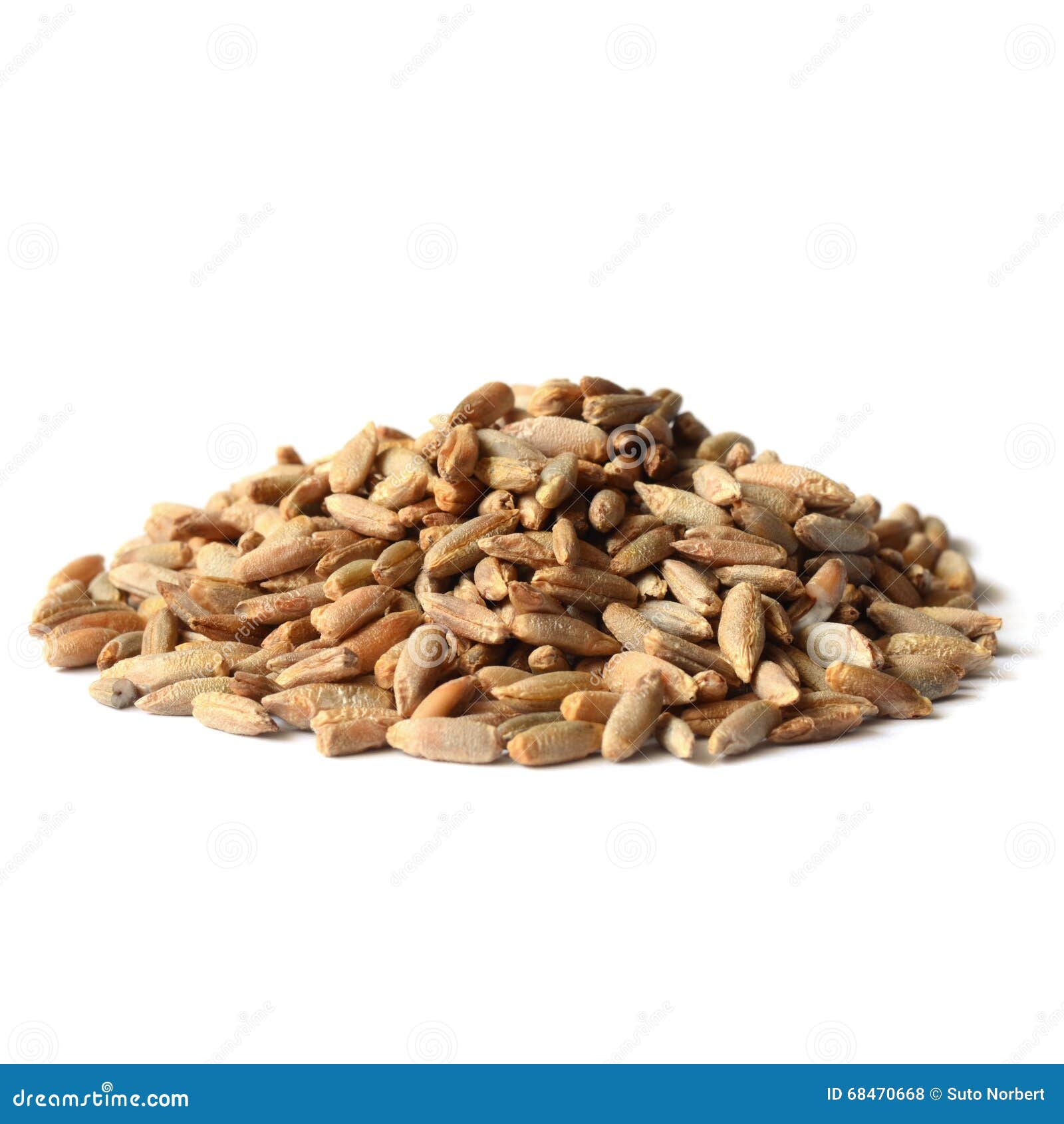 Rye grain seeds stock photo. Image of cooking, macro - 68470668