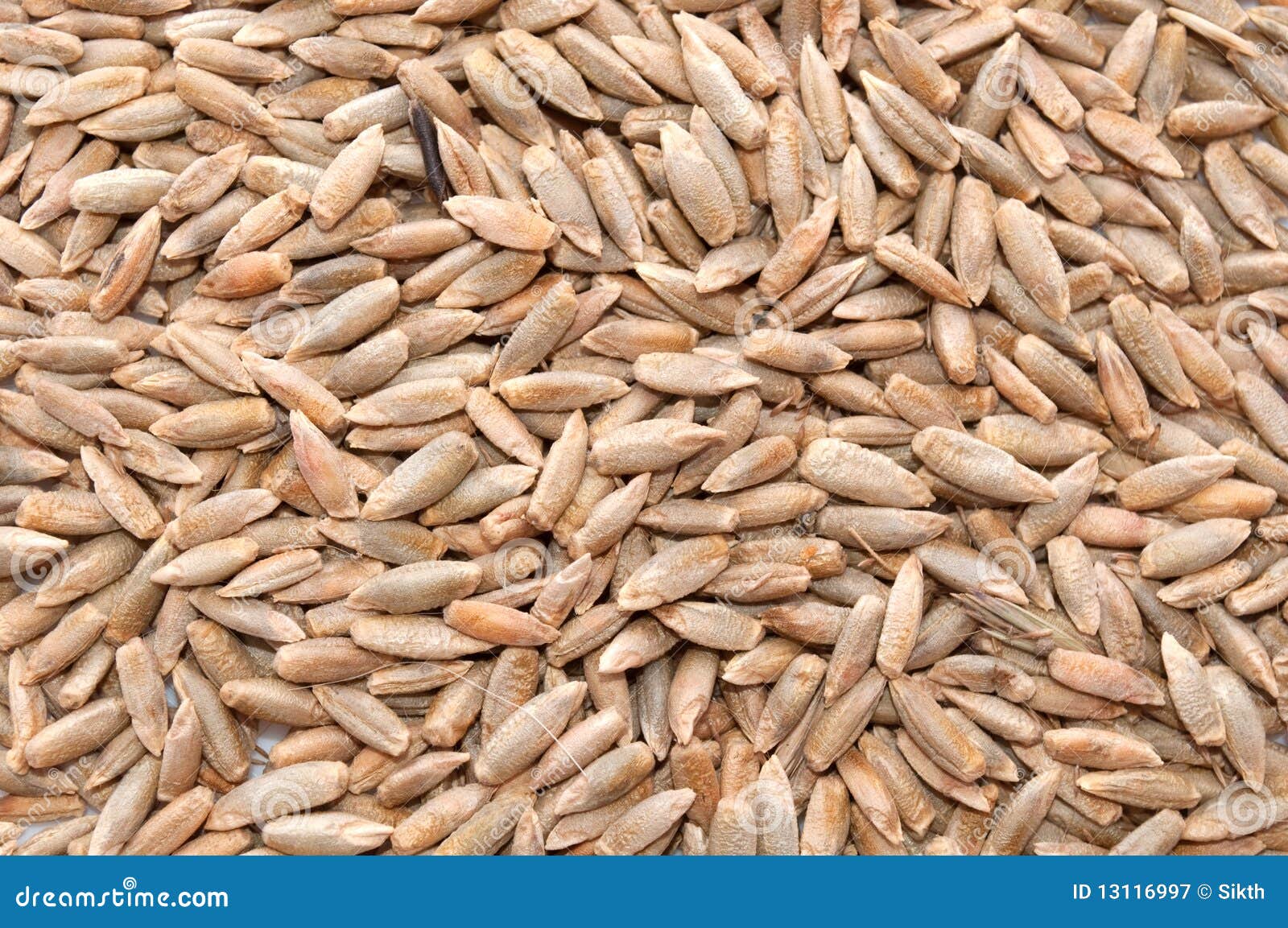 Rye Grains stock image. Image of background, cereal, essential - 13116997