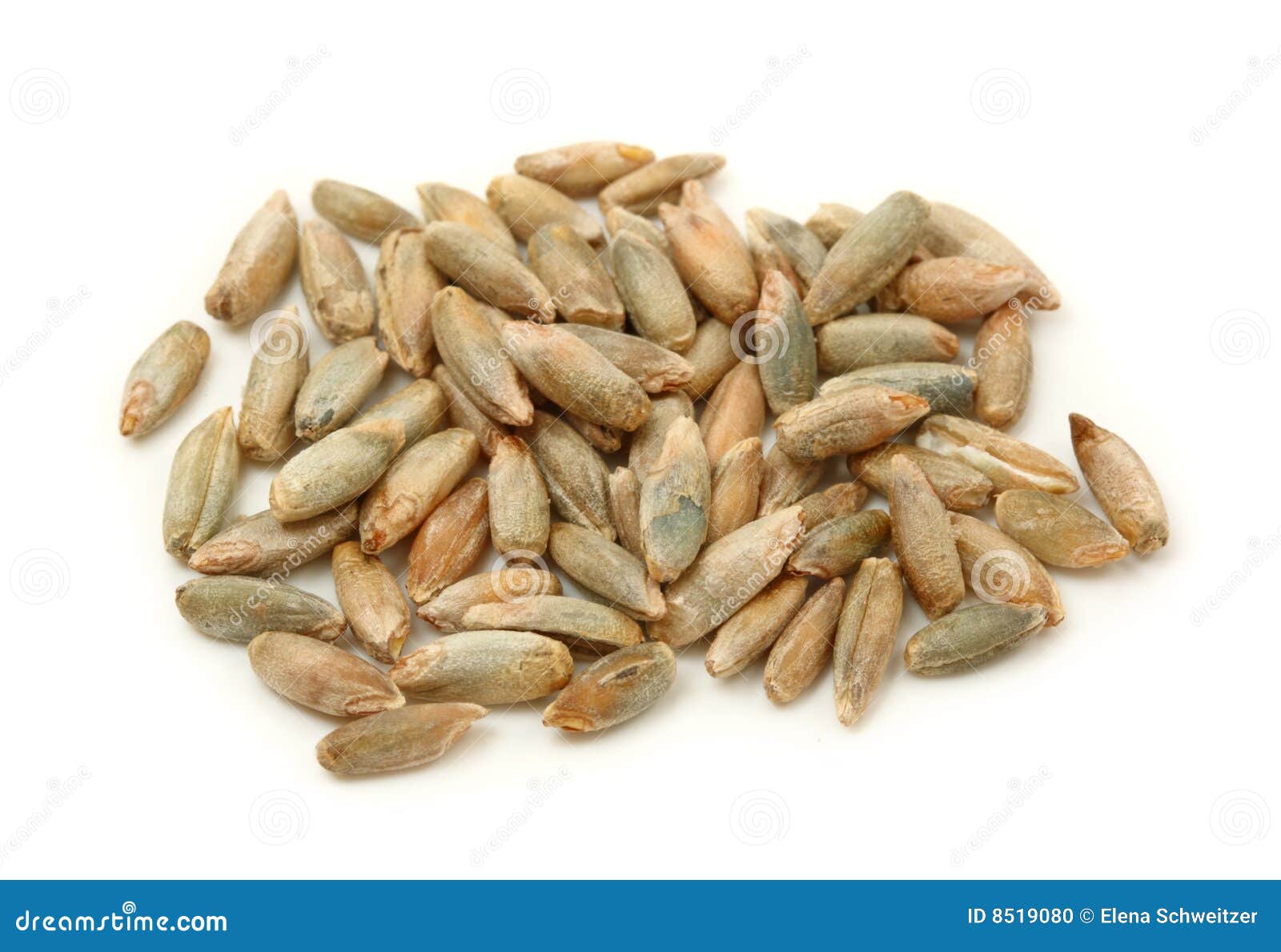 Rye grains stock photo. Image of food, uncooked, heap - 8519080