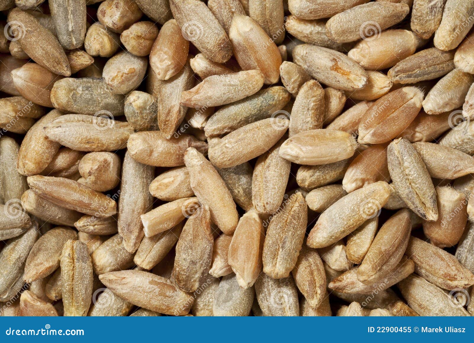 Rye grains at life-size stock image. Image of grain, macro - 22900455