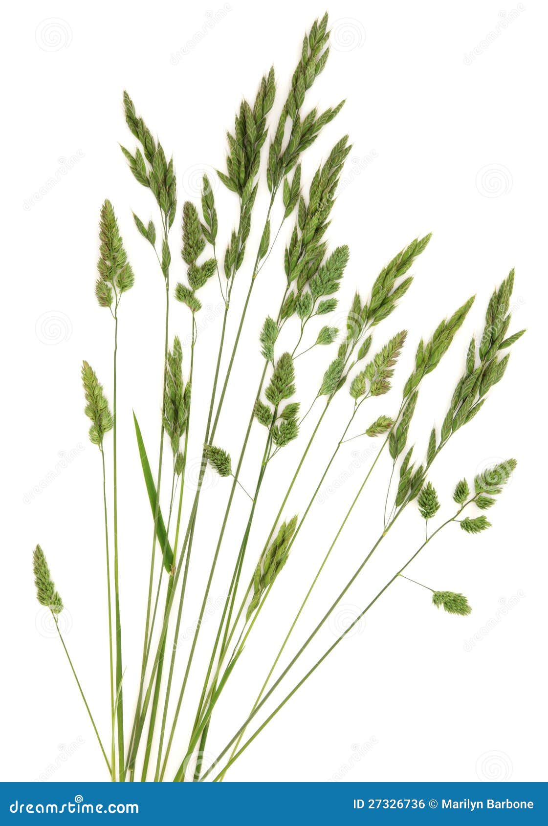 Rye Grass stock photo. Image of grasses, background, ryegrass - 27326736