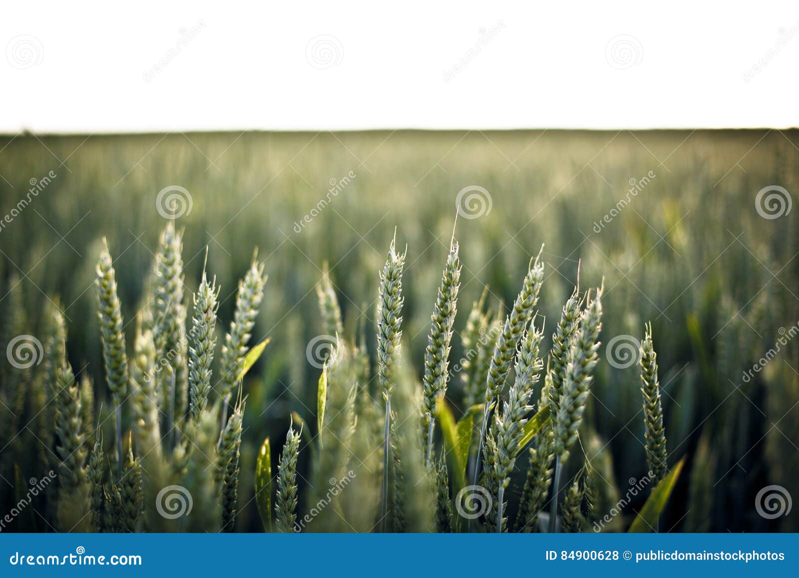 Rye Grass In Field Picture. Image: 84900628